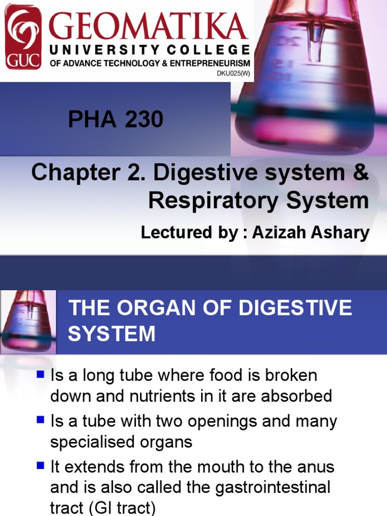 Chapter 2. Digestive System & Respiratory System | PDF | Respiratory ...