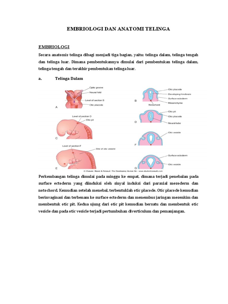 Embriologi Dan Anatomi Telinga | PDF