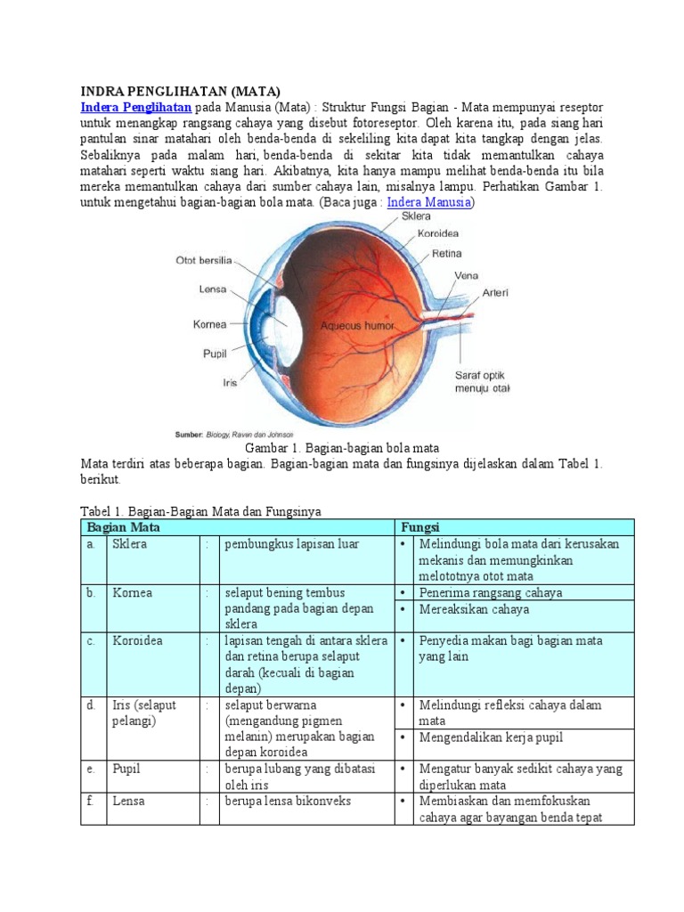 Bagian dan Fungsi Indra Penglihatan | PDF