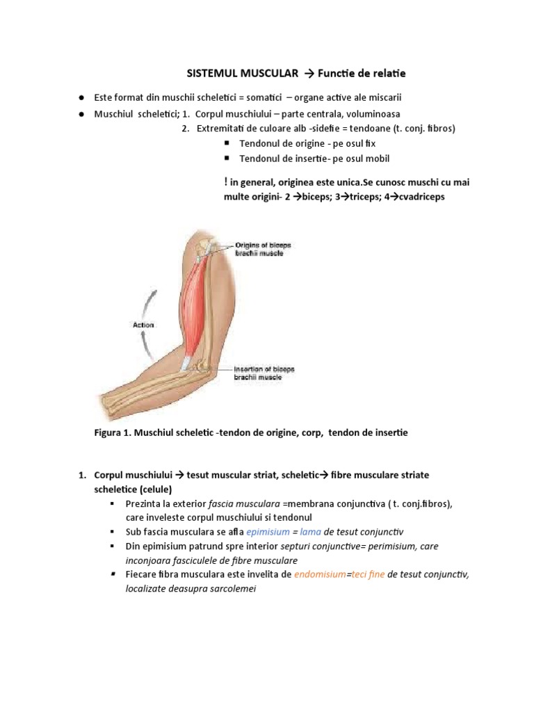 Sistemul Muscular | PDF