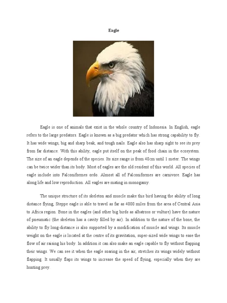 Eagle | PDF | Eagle | Birds