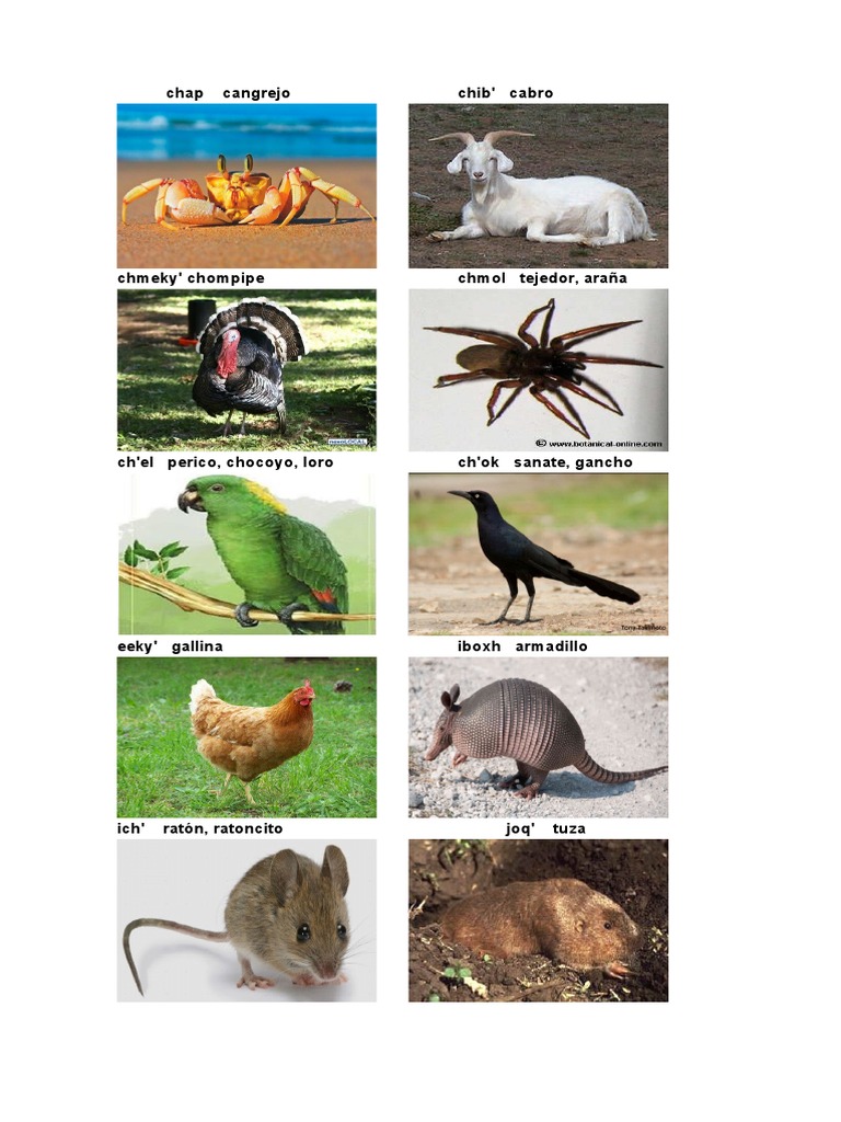 Animales Cosas en Mam | PDF