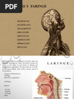 Inervación de La Laringe | PDF
