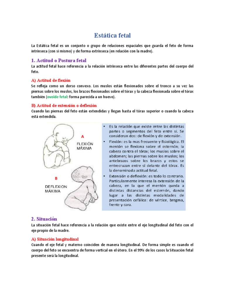 Estática Fetal y Posiciones del Feto | PDF | Anatomía humana | Sistema ...
