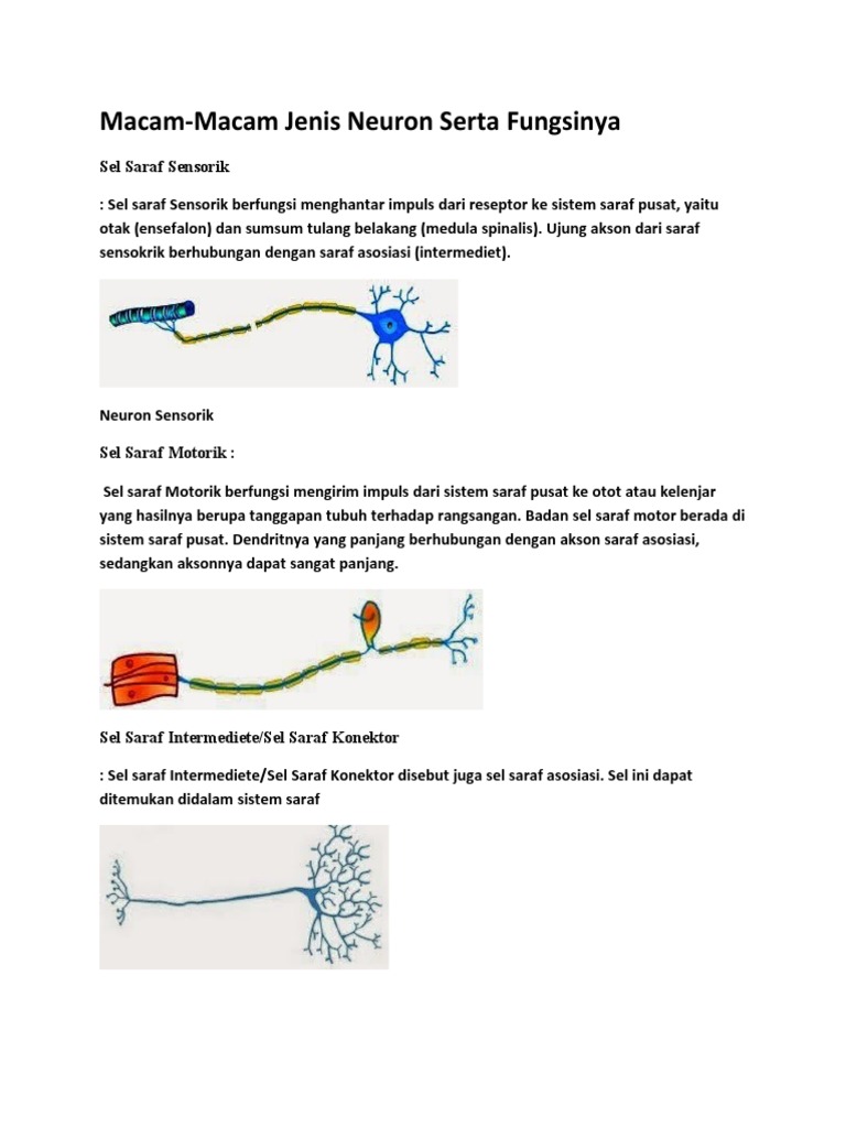 JENIS DAN FUNGSI NEURON DALAM SISTEM SARAF | PDF