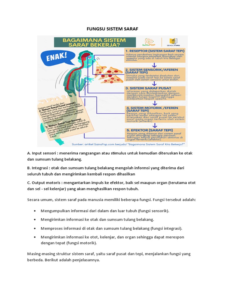 Fungsi Utama Sistem Saraf Manusia | PDF