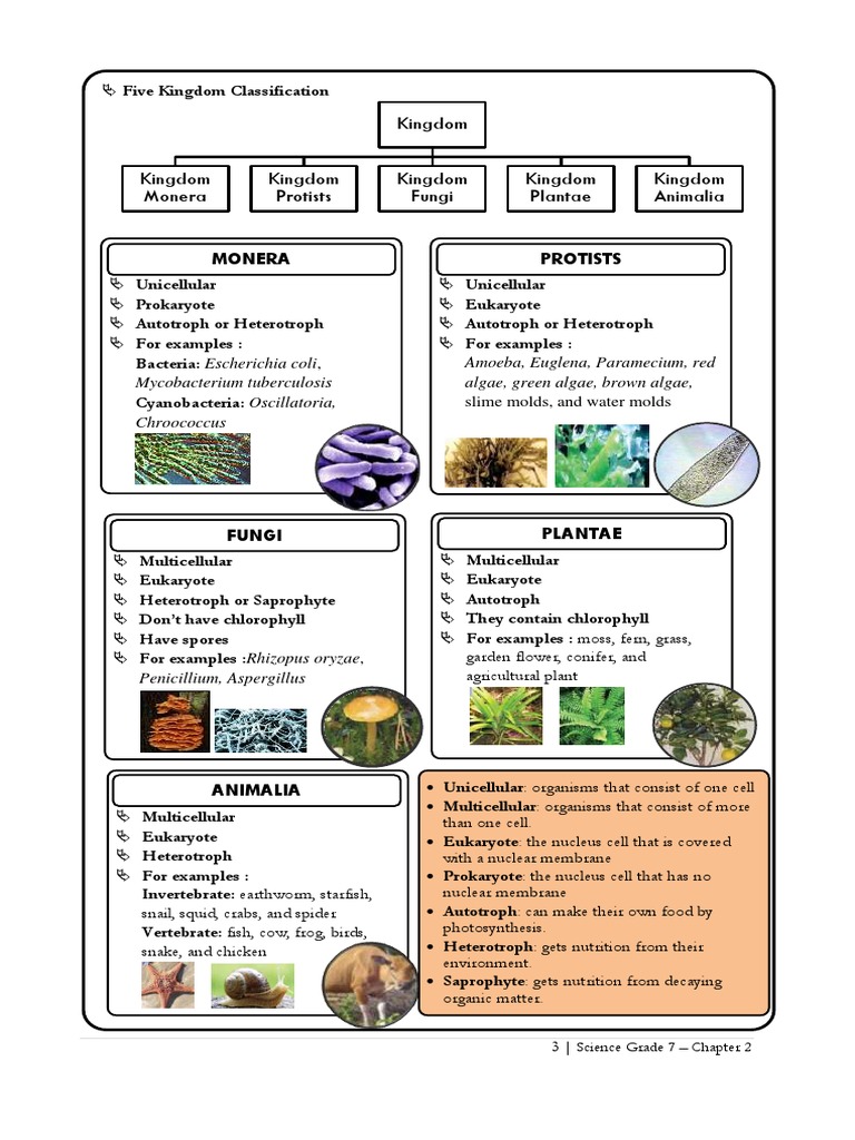Fungi Kingdom Classification
