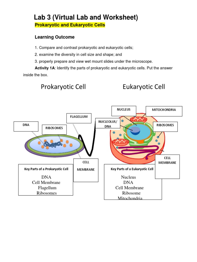 Prokaryotic And Eukaryotic Cells Worksheet Answers Solved Prokaryotic