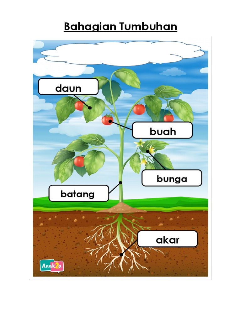 Bahagian Tumbuhan | PDF