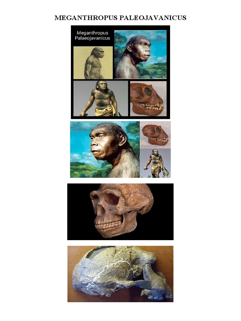 Meganthropus Paleojavanicus | PDF