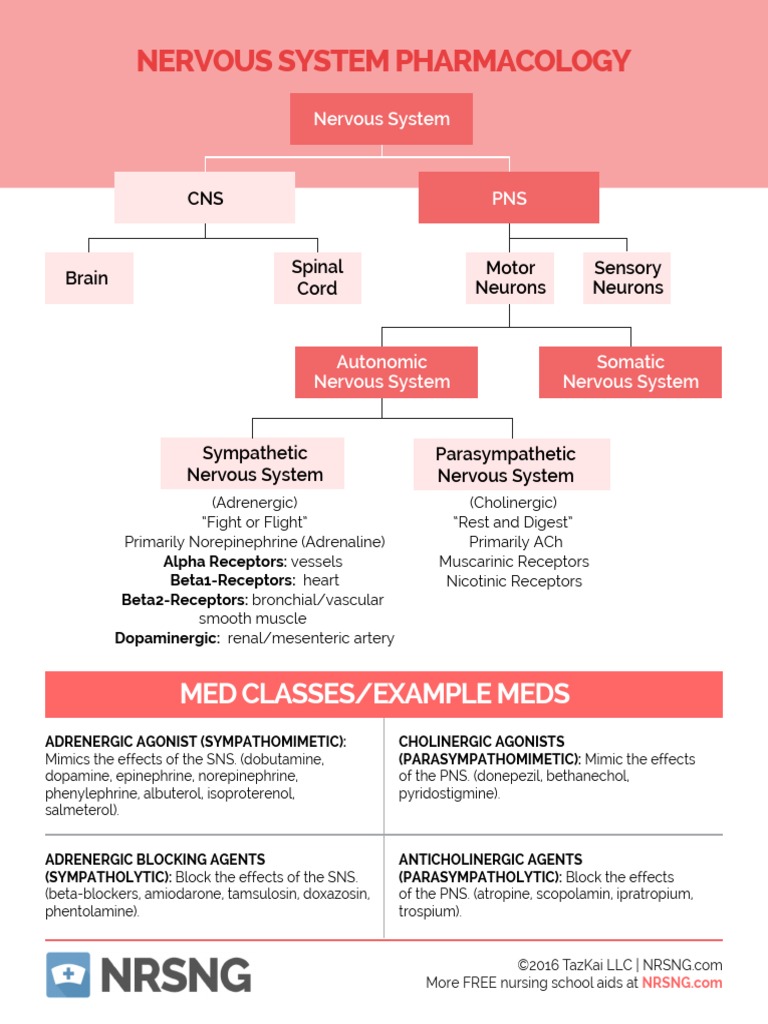 Nervous System Handout | PDF