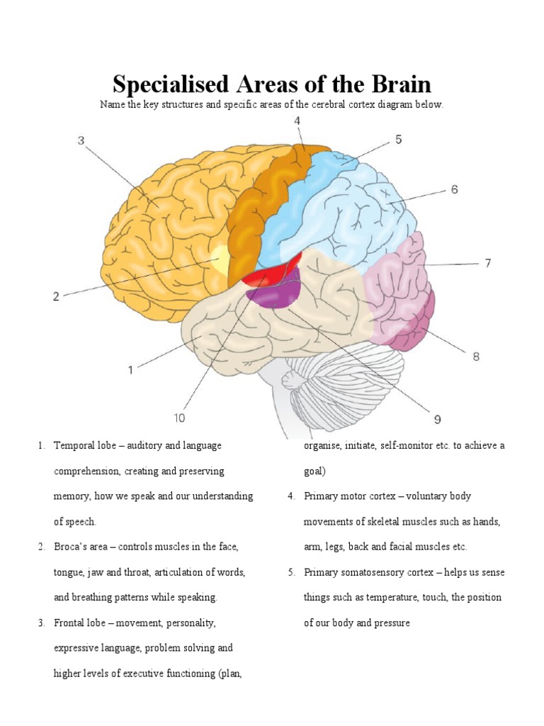 Brain Structures and Functions Overview | PDF | Foreign Language ...