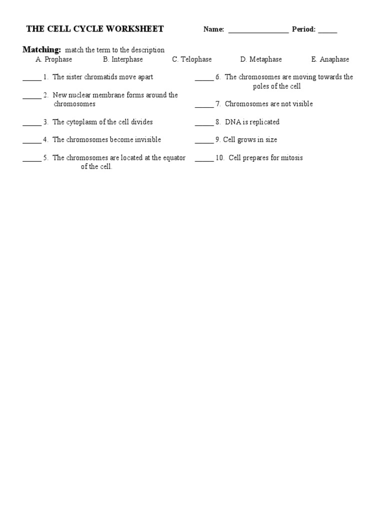The Cell Cycle Worksheet Matching | PDF