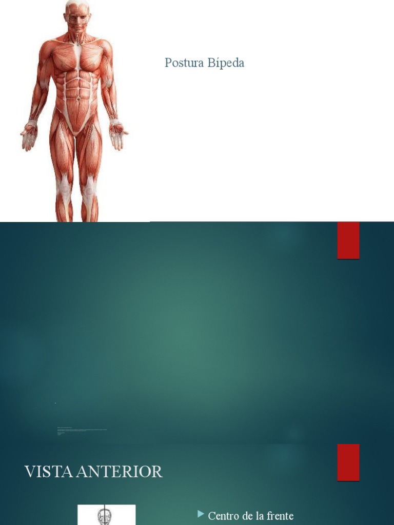 Postura Bipeda | PDF | Rodilla | Anatomía del miembro inferior