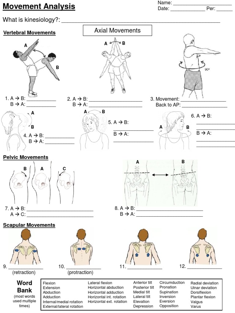 Axial Movements What Is Kinesiology? | PDF | Anatomical Terms Of Motion ...