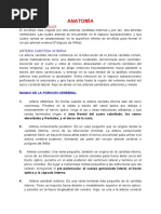 Irrigación Cerebral: Anatomía Detallada | PDF | Cerebelo | Cerebro