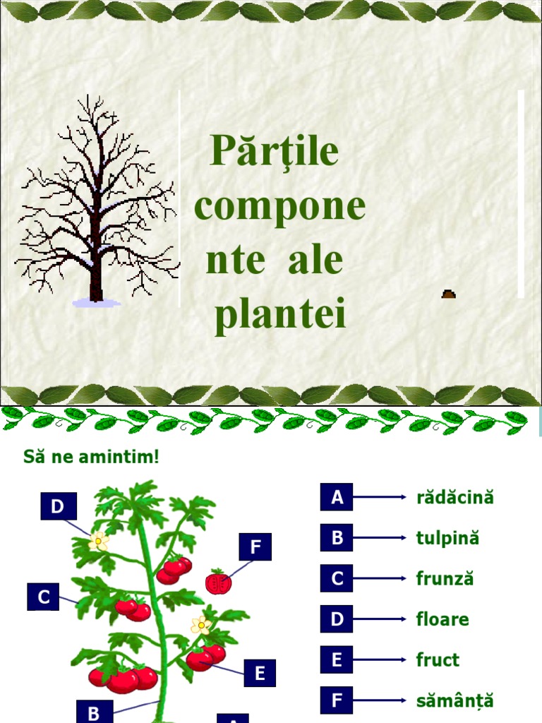 Partile plantei