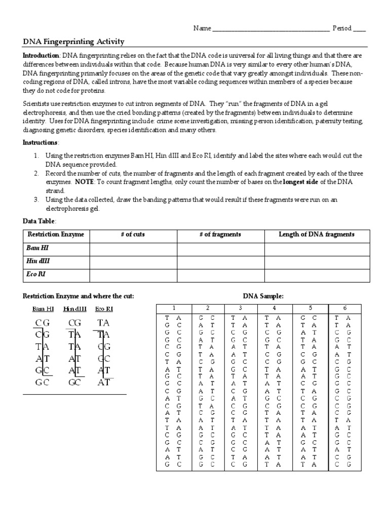 DNA Fingerprinting Activity | PDF | Dna Profiling | Dna