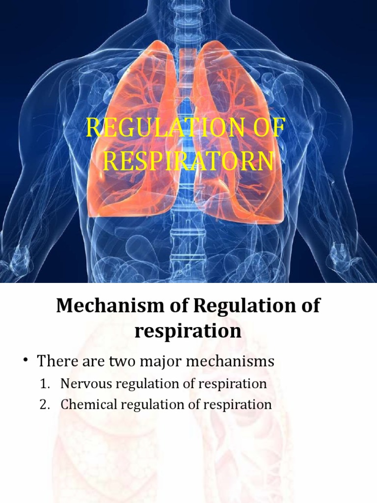 Regulation of Respiration | PDF | Animal Physiology | Physiology