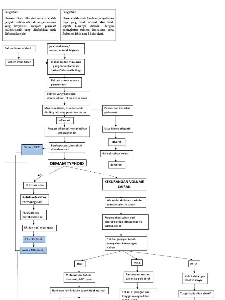 Pathway Tifoid | PDF