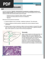 Inclusiones Citoplasmáticas: Función y Relevancia | PDF | Biología ...