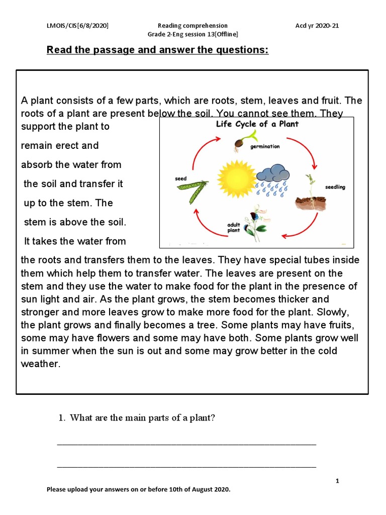 Plant Reading Comprehension-6.8.2020 | PDF | Root | Plants