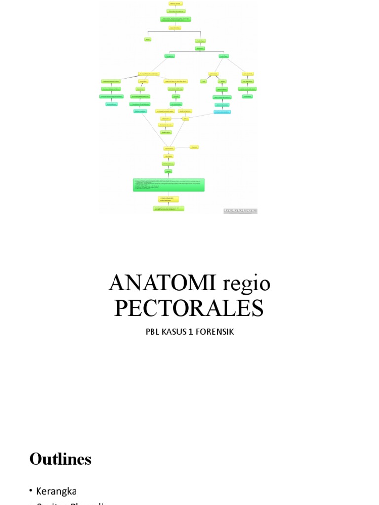 Anatomi dan Forensik Pectorales | PDF | Kesehatan Holistik