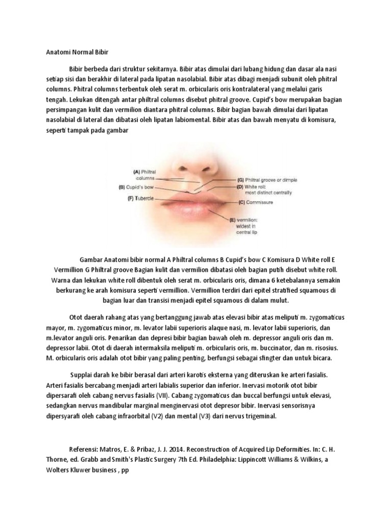 Anatomi Normal Bibir | PDF