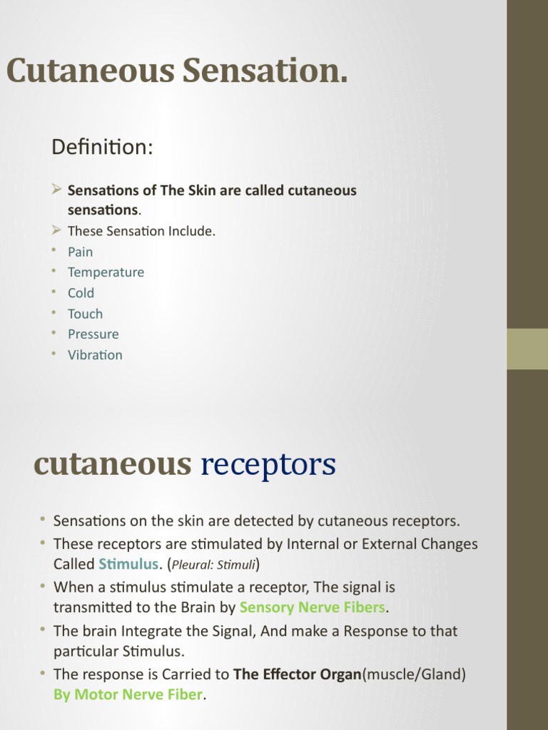 Cutaneous Sensation | PDF