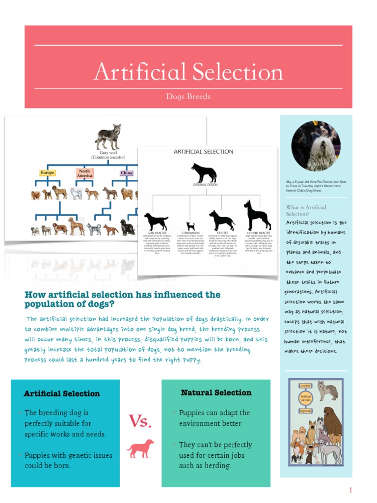 Artificial Selection Poster | PDF | Selective Breeding | Dog Breeds