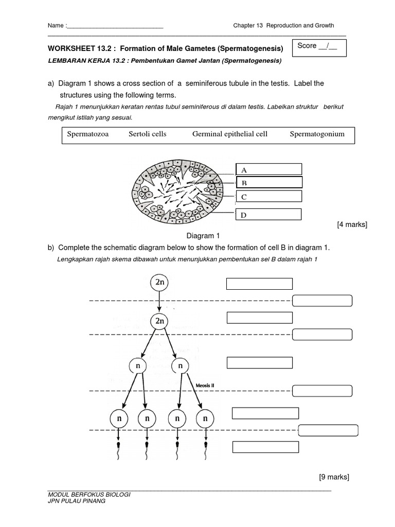 WORKSHEET 13.2 Formation of Male Gametes (Spermatogenesis) | PDF ...