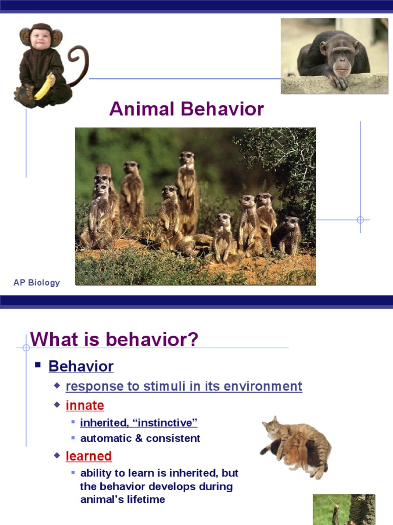 Instinctive Behavior In Animals