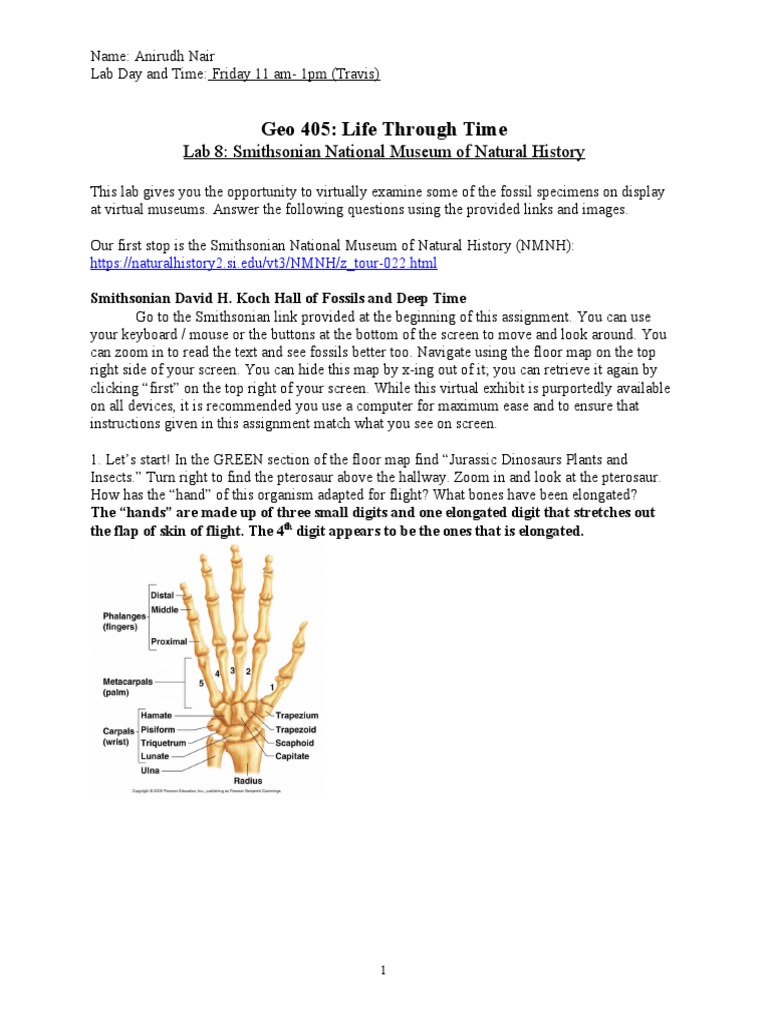 Virtual Lab on Fossils and Extinction | PDF | Dinosaurs | Fossil