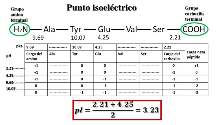 Punto Isoelectrico | PDF