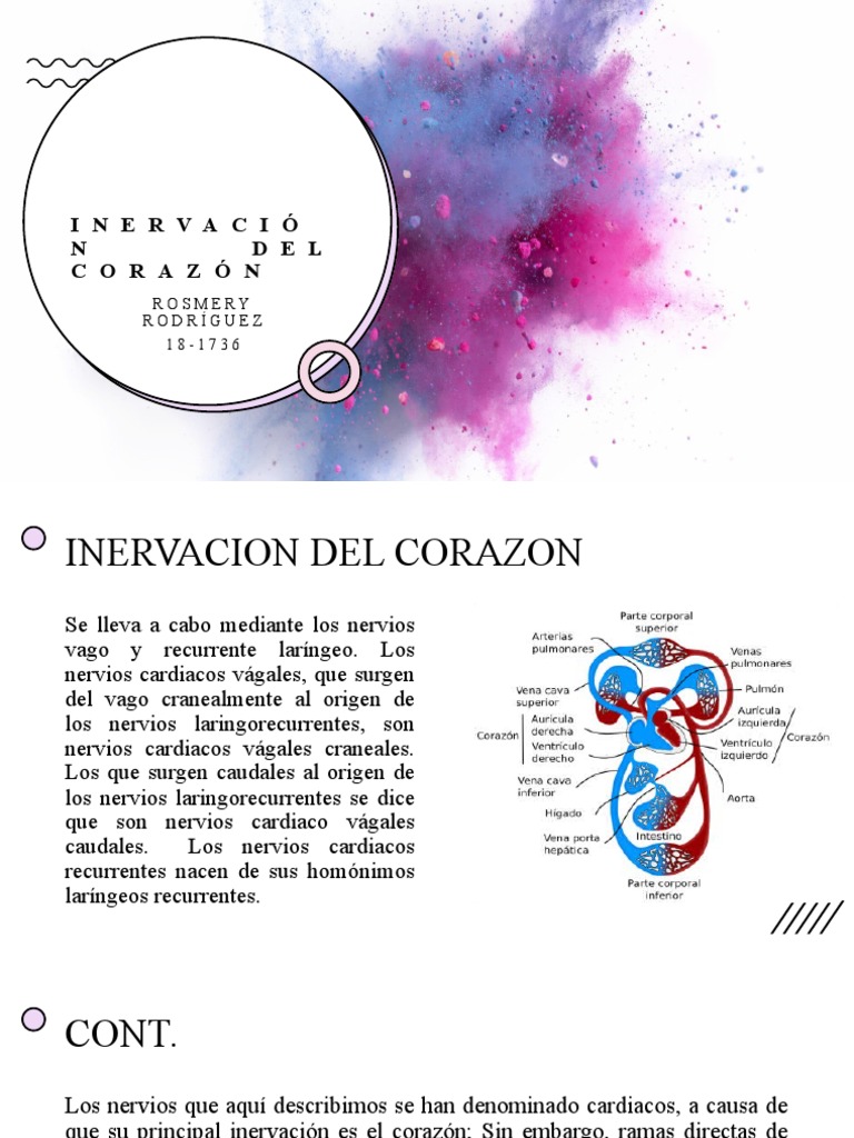 Inervación del Corazón: Nervios y Función | PDF | Nervio vago | Corazón