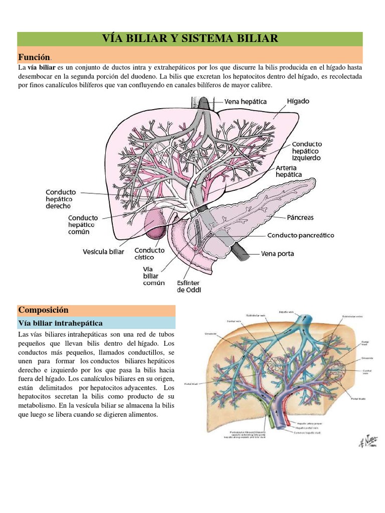 Anatomía y Función del Sistema Biliar | PDF | Sistema digestivo humano ...