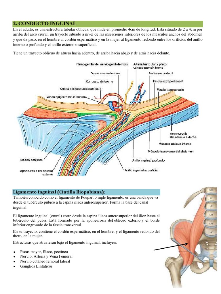 Anatomía del Conducto Inguinal | PDF | Abdomen | Sistema musculoesquelético