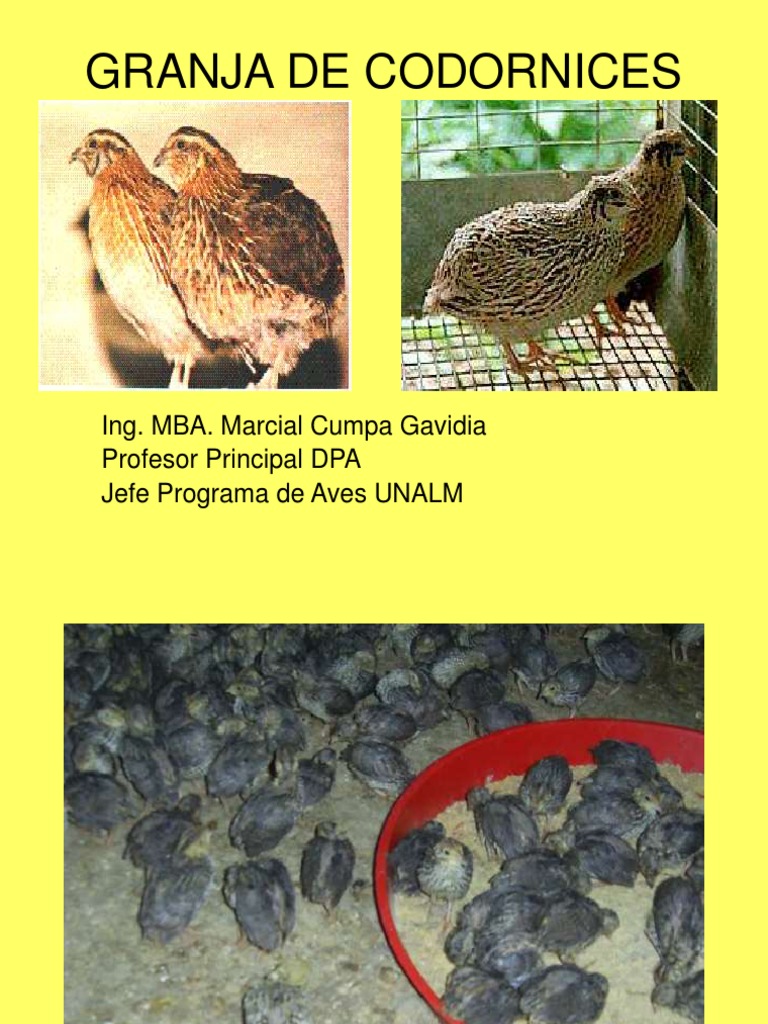 Granja de Codornices | PDF