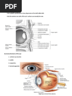 IGCSE 0610 - EYES Sense Organs NOTES (2023-2025) | PDF | Eye | Retina
