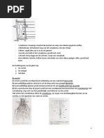 Practicum Sporeplanten en Zaadplanten 2024-2025 | PDF