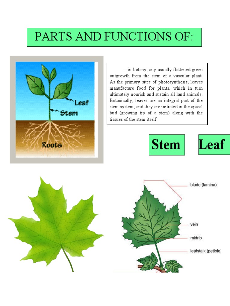 Parts and Functiond of Plants | PDF | Leaf | Plant Stem
