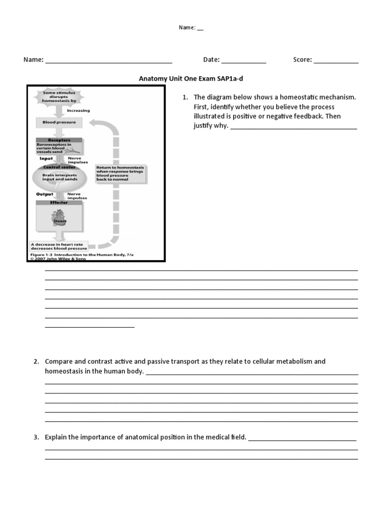 Anatomy Exam: Homeostasis & Transport | PDF | Anatomical Terms Of ...