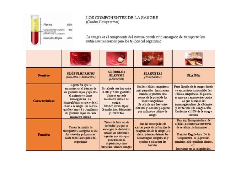 Los Componentes de La Sangre | PDF | Sangre | Glóbulo rojo