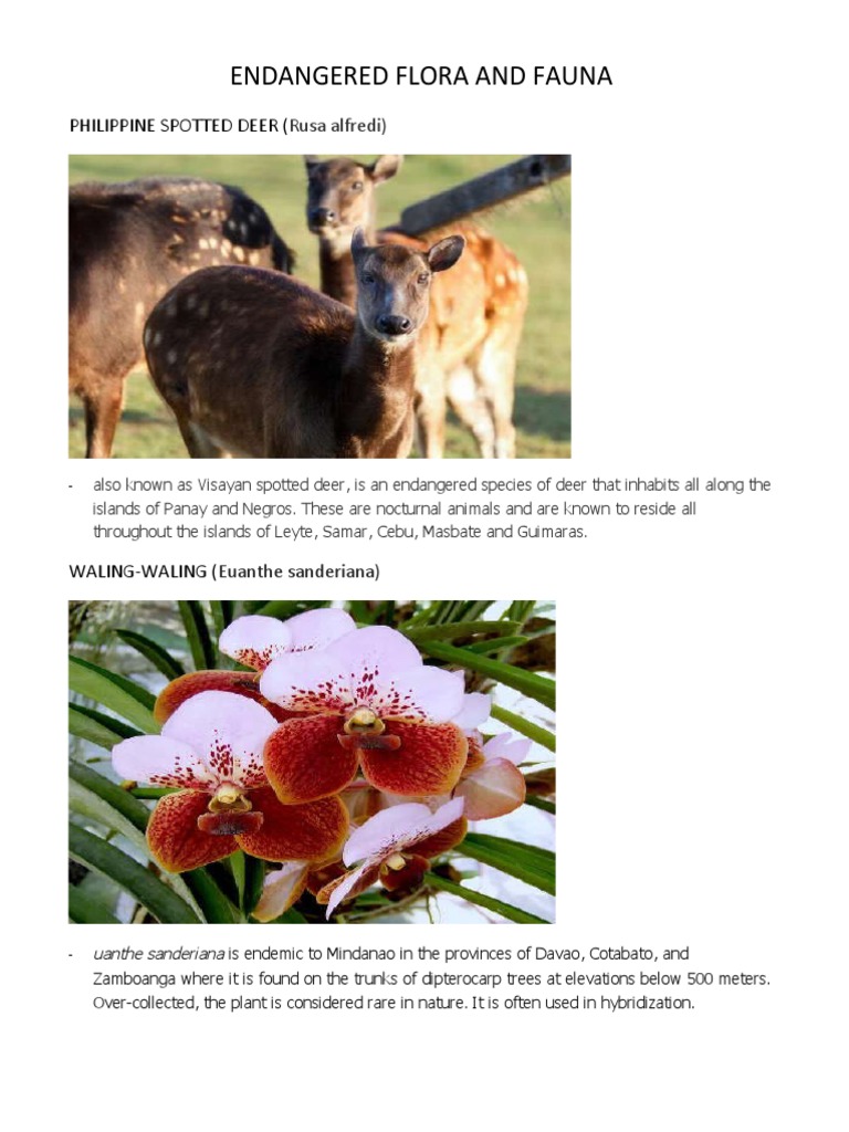 Endangered Flora and Fauna: Philippine Spotted Deer ( | PDF