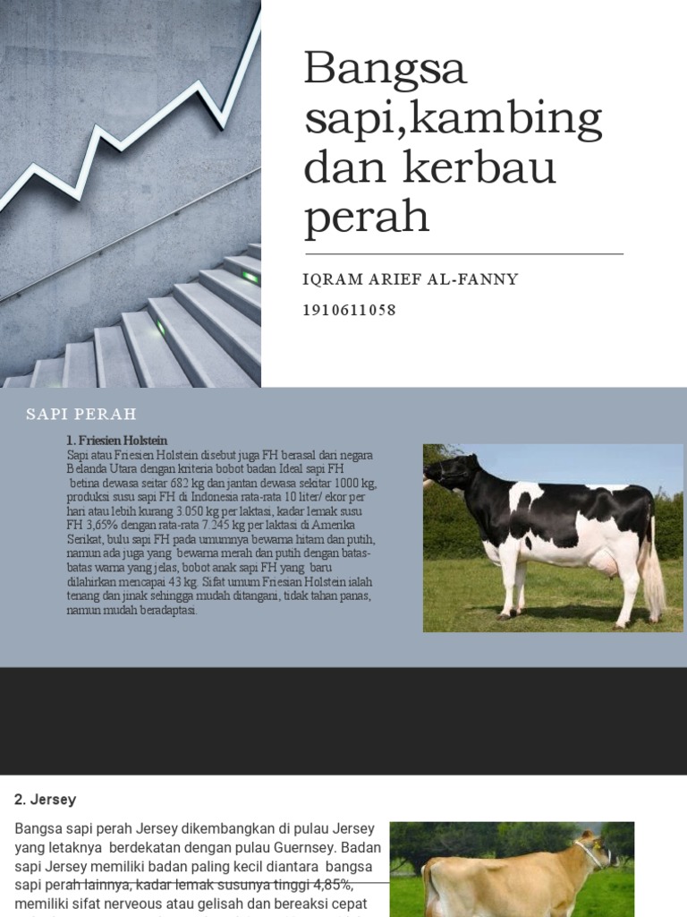 Bangsa Sapi, Kambing Dan Kerbau Perah | PDF