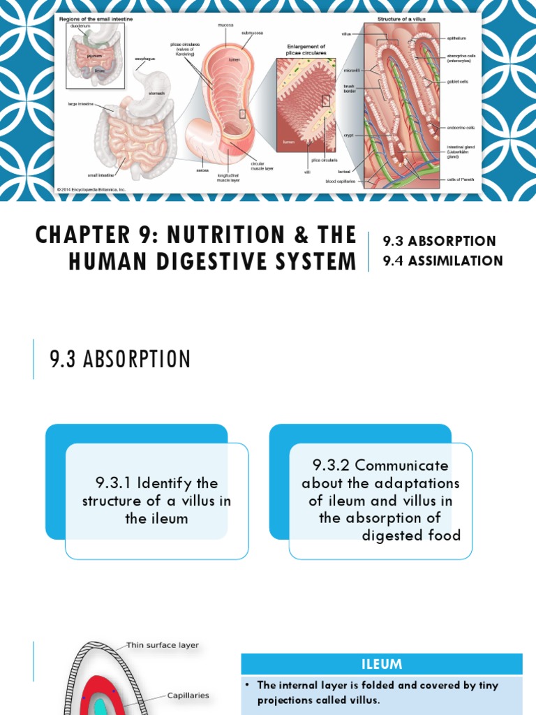 Chapter 9: Nutrition & The Human Digestive System: 9.3 Absorption 9.4 ...