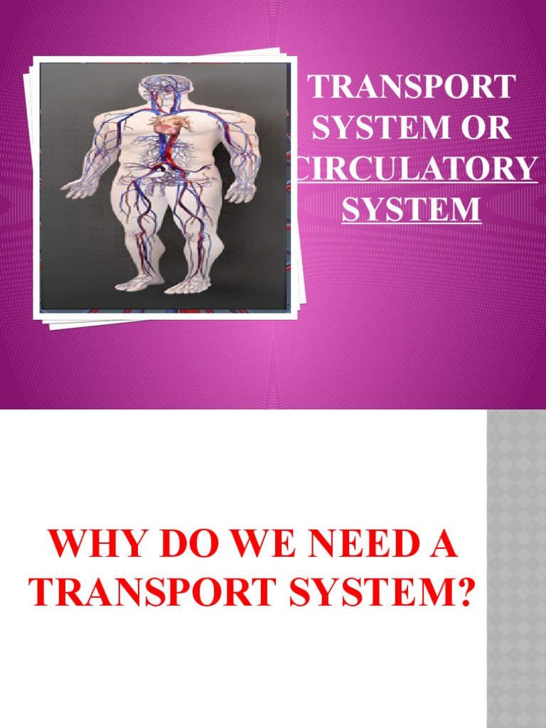 Circulatory System Plan | PDF | Thorax (Human Anatomy) | Heart Valve