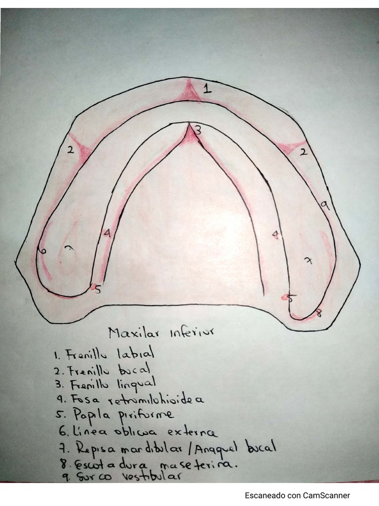 Anatomia de Maxilares Edentulos | PDF