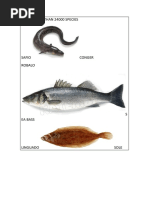 Portuguese Fish Names and Translations | PDF | Fish | Fishing Industry