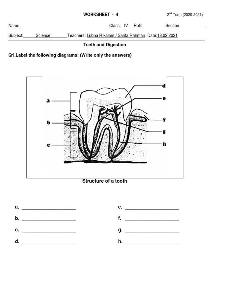 Teeth and Digestion Q1.Label The Following Diagrams: (Write Only The ...